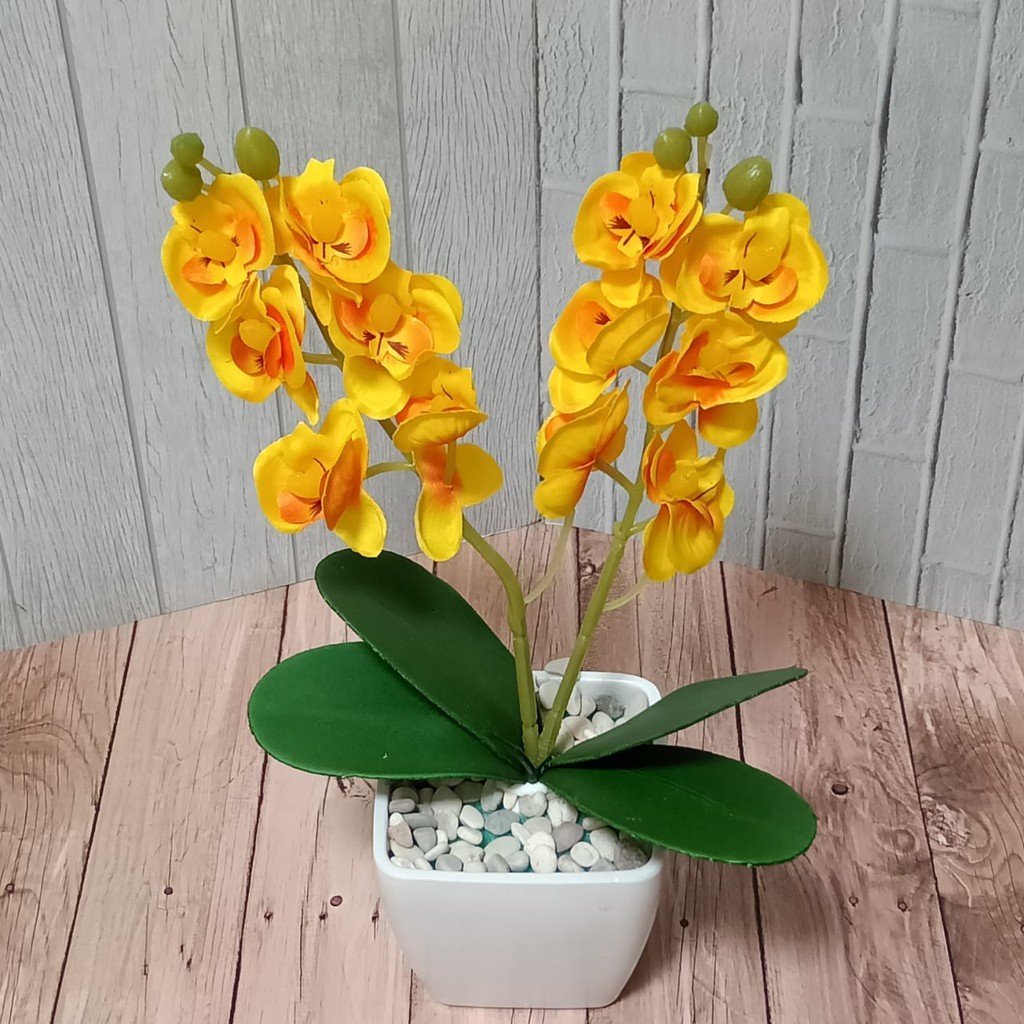 Simak! Gambar Bunga Anggrek Di Pot Jaman Now - Informasi Seputar ...