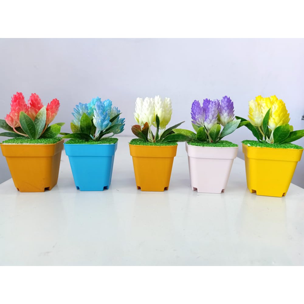 Ini Dia! 38+ Tanaman Bunga Kecil Dalam Pot Kekinian - Informasi Seputar ...