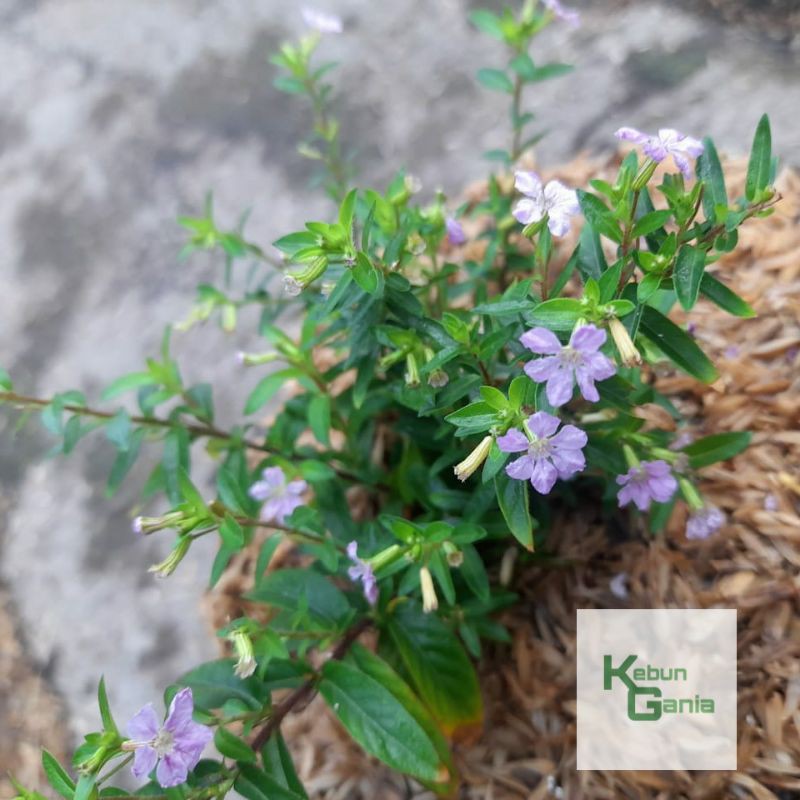 Jual Bunga Taiwan Beauty / tanaman hias | Shopee Indonesia