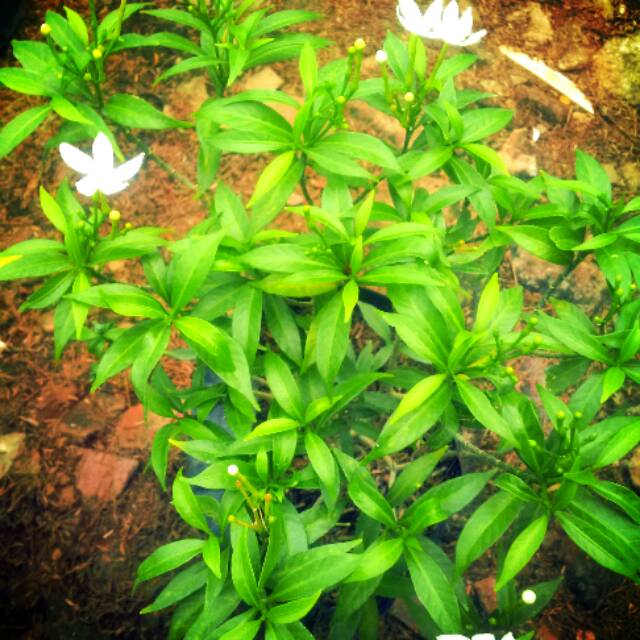 Inilah 17+ Tanaman Bunga Sabrina Super Keren - Informasi Seputar ...