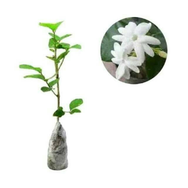Jual Tanaman melati rambat melati wangi | Shopee Indonesia