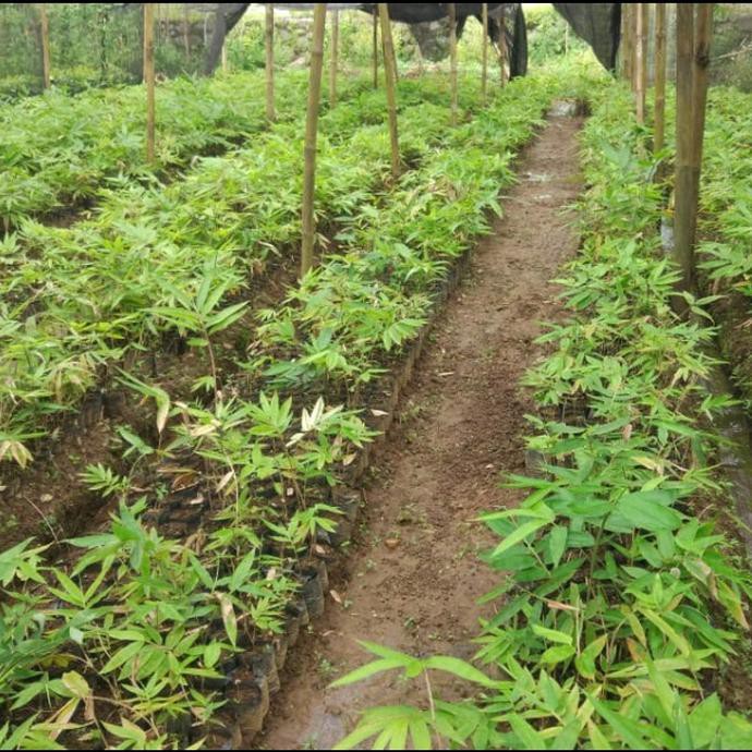 Jual 5 POHON BIBIT BAMBU RAKSASA PETUNG JUMBO RE5TOCK* | Shopee Indonesia
