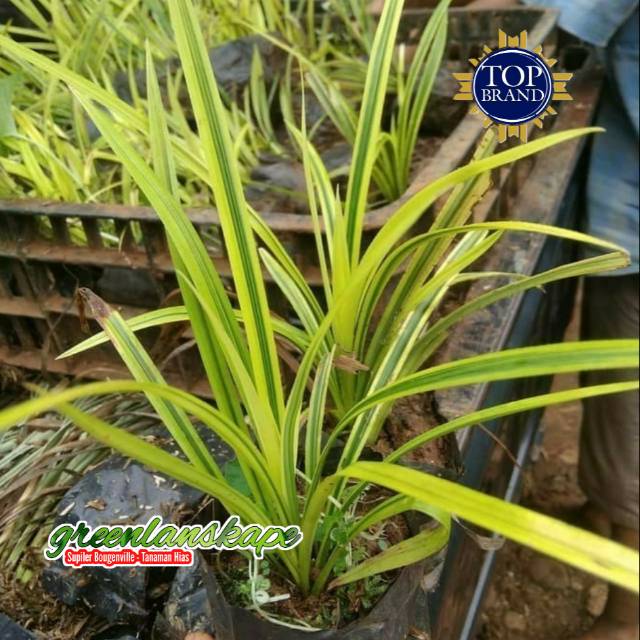 Jual Tanaman Hias Pandan Kuning Afrika - Pandanus Pygmaeus Indonesia ...
