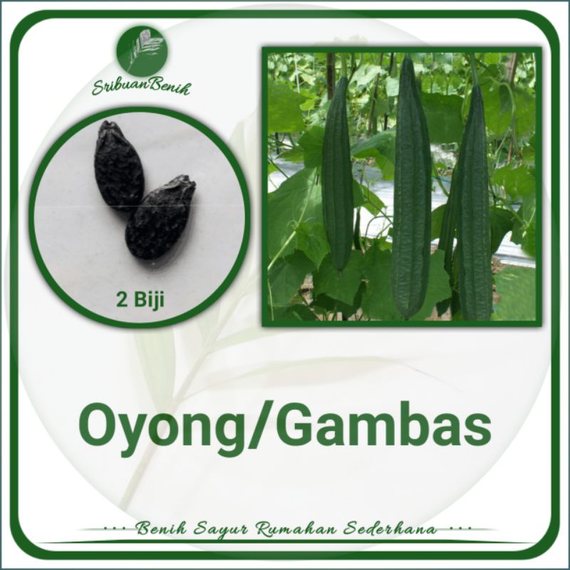 Jual 2 Biji Benih Oyong/ Gambas/ Ceme - Sayuran Rambat benih Sayur ...
