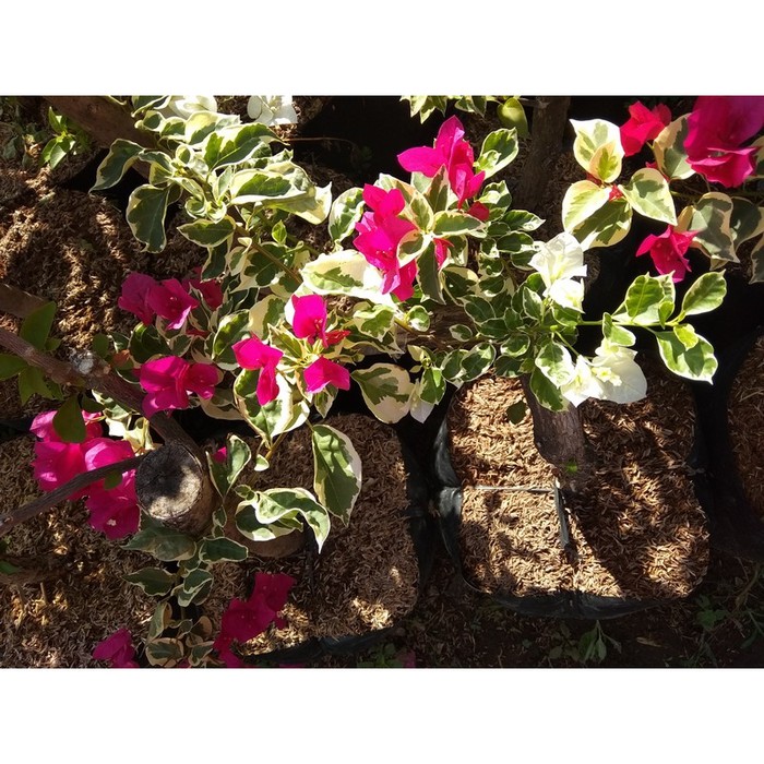 Simak! 33+ Nama Ilmiah Tanaman Bunga Kertas yang Wajib Disimak! - Informasi Seputar Tanaman Hias