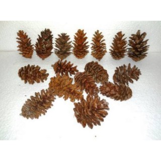 Jual BUAH PINUS KECIL | BUNGA PINUS | PINUS | RUSTIC | KERAJINAN RUSTIC ...