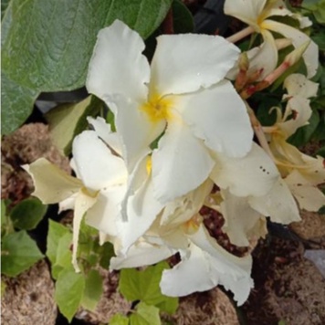 Jual Tanaman Hias Melati Jatiwangi ( Melati Malaysia ) | Shopee Indonesia