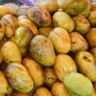 Jual mangga samosir parapat 1kg | Shopee Indonesia