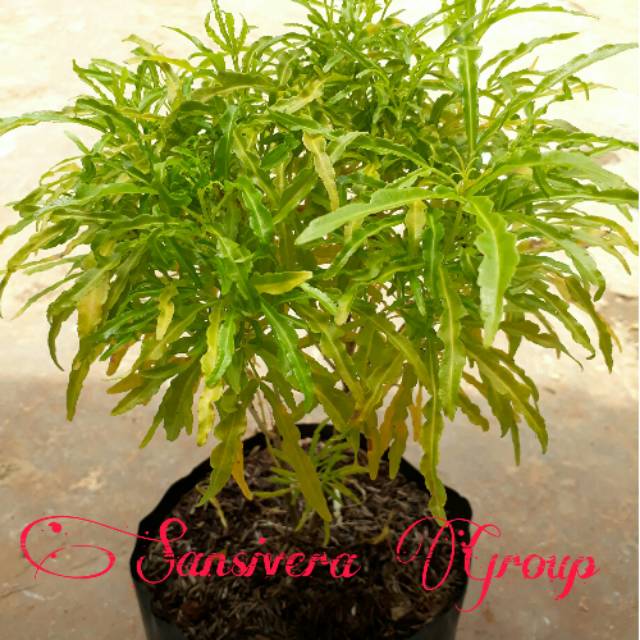 Jual Tanaman Hias Brocoli Kuning / Euodia ridleyi | Shopee Indonesia