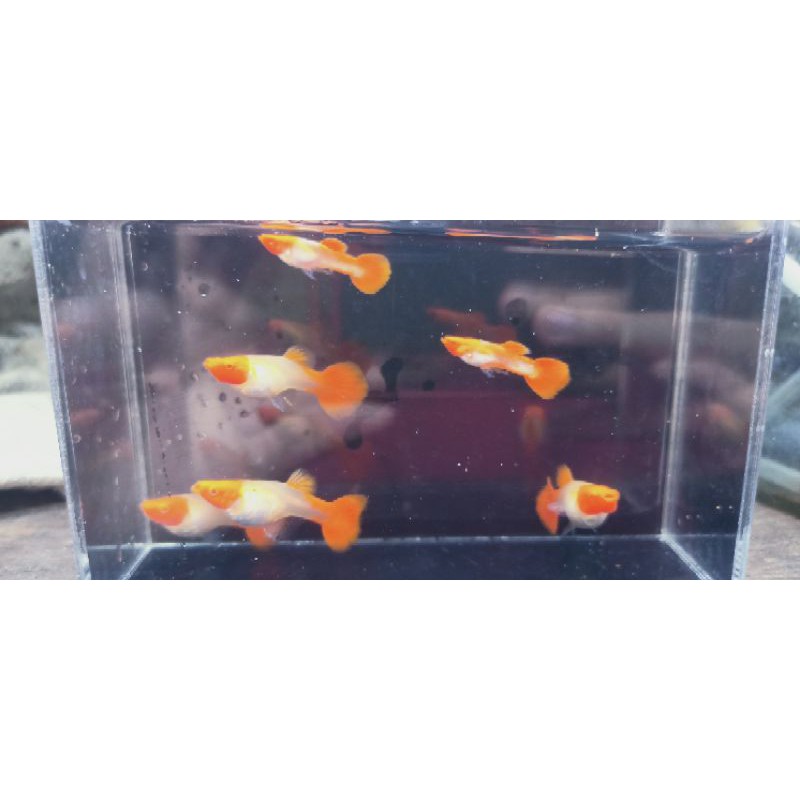 Jual Albino koi red ear Indonesia|Shopee Indonesia