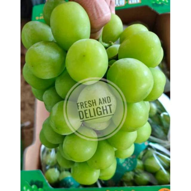 Jual Anggur Shine Muscat Seedless Premium | Shopee Indonesia