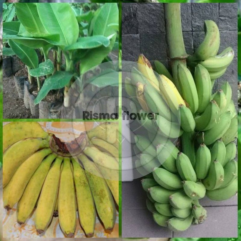 Jual POHON PISANG RAJA / TANAMAN BUAH PISANG RAJA | Shopee Indonesia