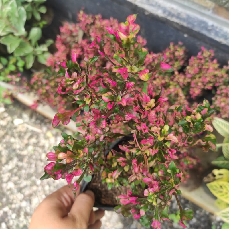 Jual Krokot merah 1 polybag penuh foto real promo Indonesia|Shopee ...