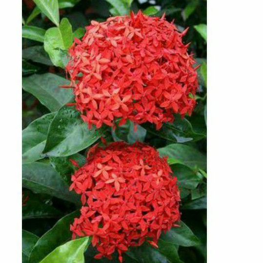 Jual Bunga Asoka Merah sudah rimbun / Asoka India | Shopee Indonesia