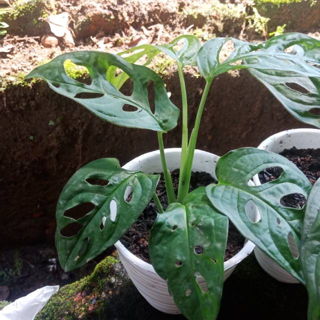 Jual Bunga Mostera obliqua / janda bolong | Shopee Indonesia