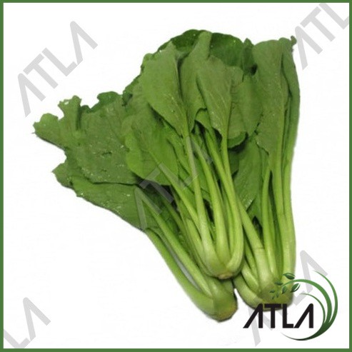 Jual Benih Tanaman Caisim Ratusan Bibit Sayur Biji Sayuran Hijau Refill ...