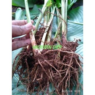Jual BIBIT TANAMAN GANYONG PUTIH 10 POHON / BIBIT UMBI GANYONG PUTIH ...