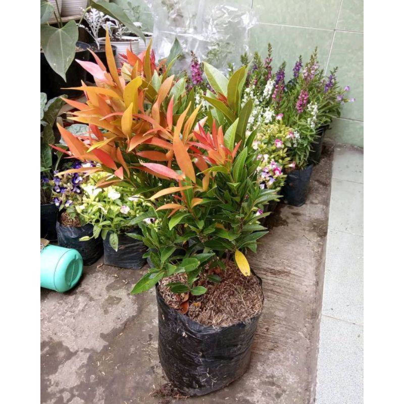 Jual Tanaman Pucuk Merah ( oleina syzygium ) / bibit pucuk merah tinggi ...