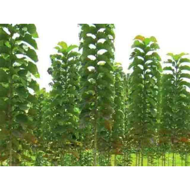 Jual bibit pohon jati Harga Terbaik & Termurah Maret 2023 | Shopee ...