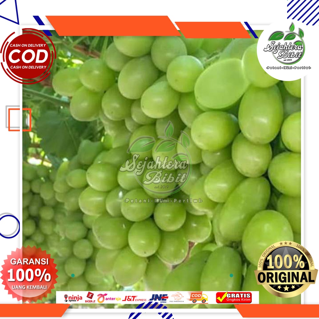 Jual Anggur Jumbo Super (cocok diiklim indonesia) | Shopee Indonesia