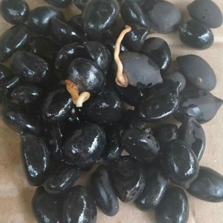 Jual bibit biji buah aren enau atau ARENGA PINNATA siap semai bibit ...