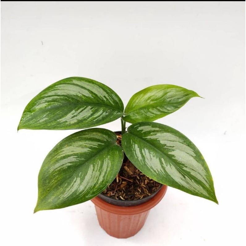 Jual Scindapsus Officinalis Indonesia|Shopee Indonesia