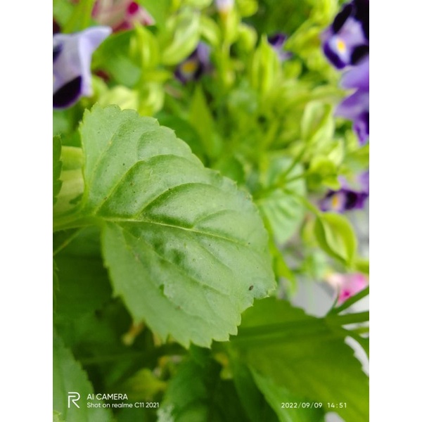 Harga jembut Terbaru Sep 2024 |BigGo Indonesia