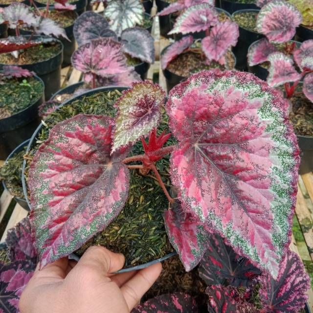 Jual Tanaman Hias Daun Begonia pelangi merah | Shopee Indonesia