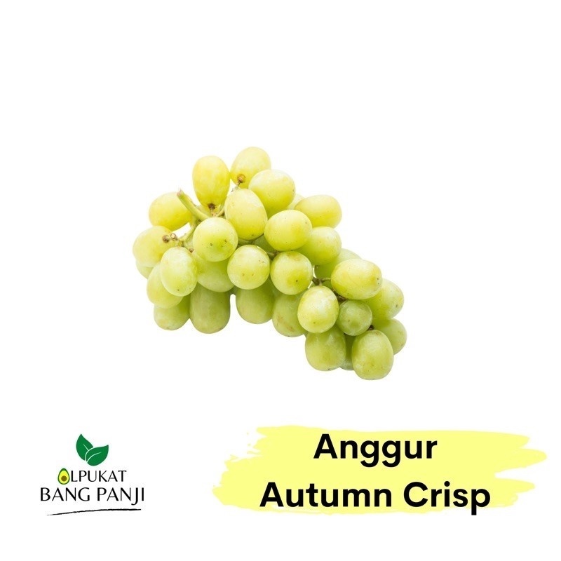 Jual ALPUKAT BANG PANJI - Anggur Autumn Crisp non biji Indonesia|Shopee ...