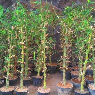 Jual Tanaman Hias Bambu Nagin (gendang) | Shopee Indonesia