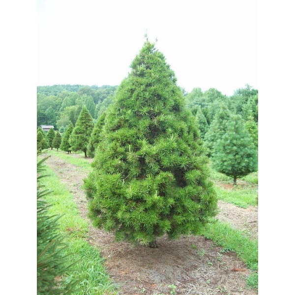 Jual Bibit Tanaman Pohon Pinus PINE TREES uk sedang Indonesia|Shopee ...