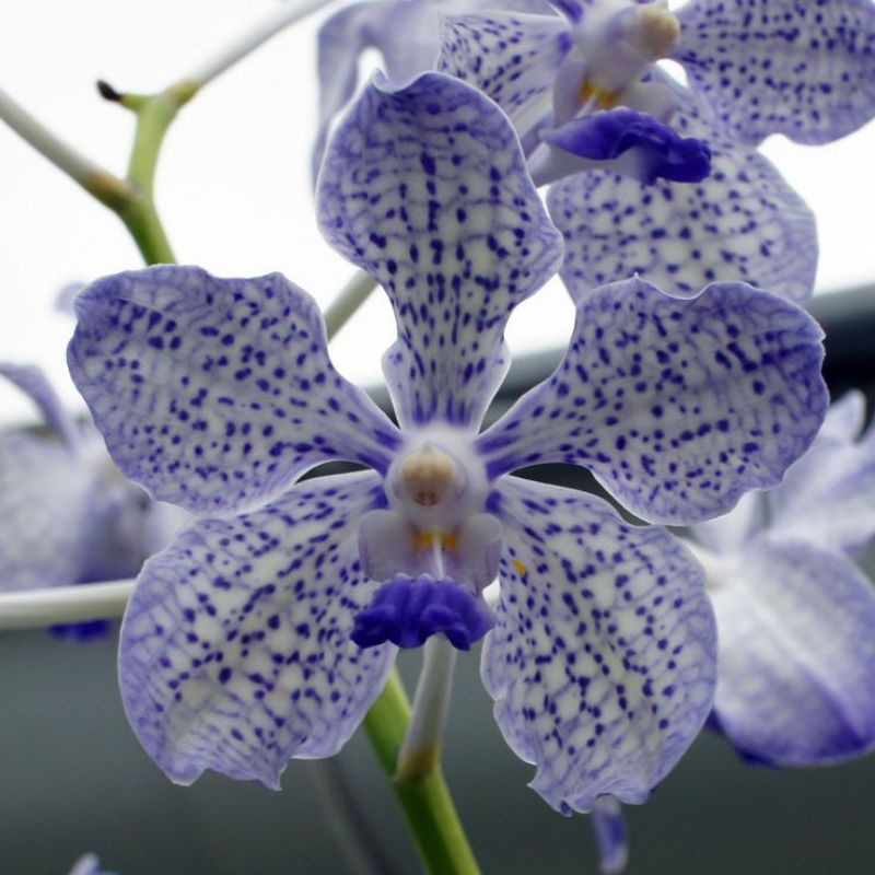 Jual Anggrek dendrobium batik white blue - tanaman hidup - bunga cantik ...