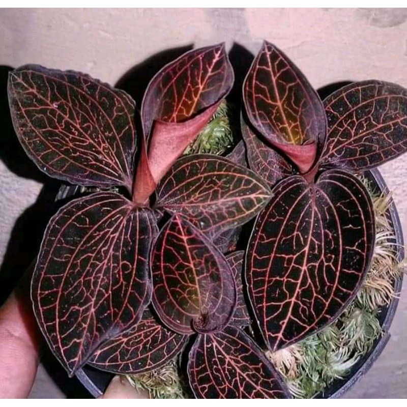 Jual Jewel orchid anoectochilus setaceus / jewel ki aksara merah ...