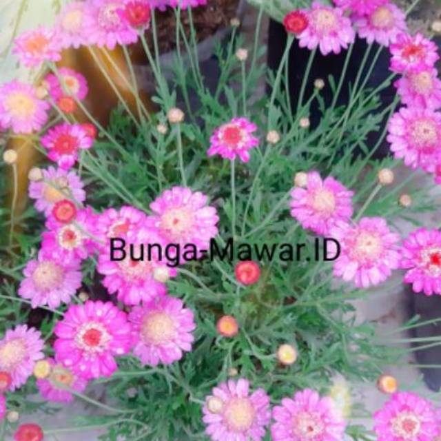 Begini 33+ Gambar Tanaman Bunga Aster Terbaik - Informasi Seputar ...