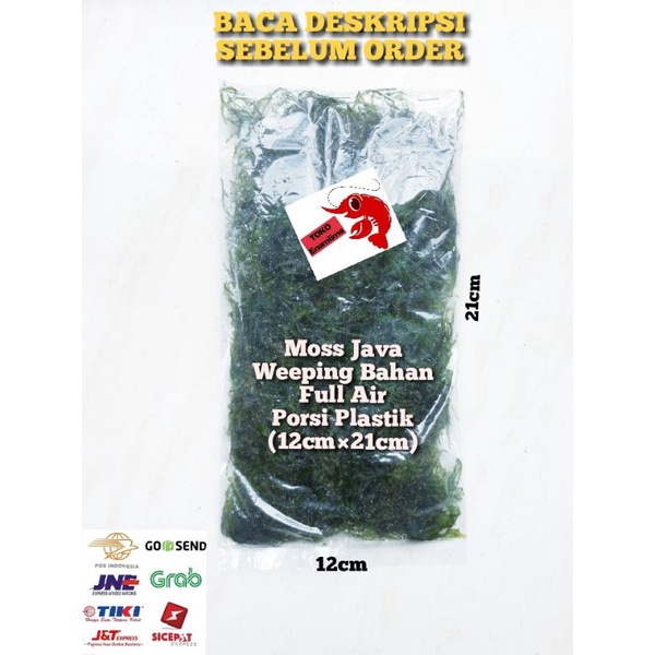 Jual Moss Java Weeping BAHAN Aquascape (Plastik 12x21cm) | Shopee Indonesia