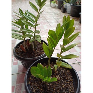 Jual Tanaman Zz Plant Zamia Zamioculcas Zamiifolia Dollar | Shopee ...