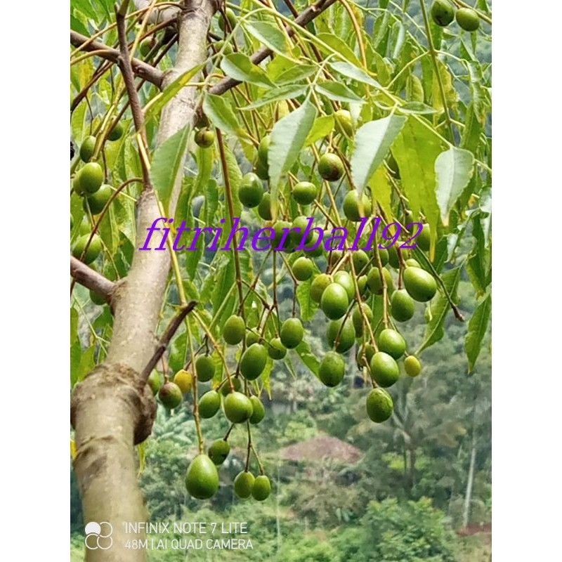 Jual temurah buah pohon mimba segar per 1kg | Shopee Indonesia
