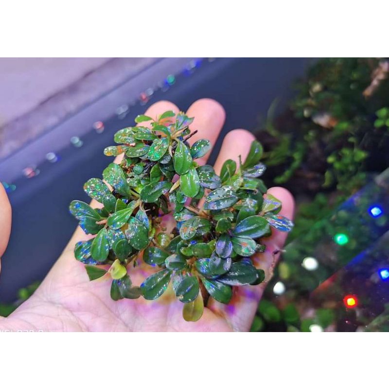 Jual Bucephalandra Mini Melawi (Tanaman Aquascape) | Shopee Indonesia