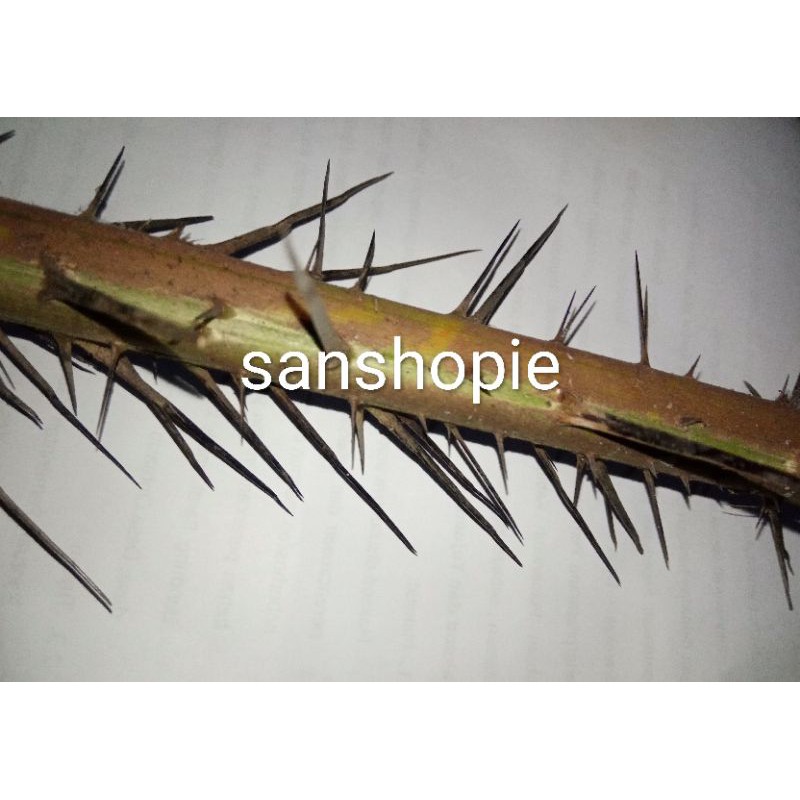 Batang pohon salak utuh per batang panjang 25-30cm | Shopee Indonesia