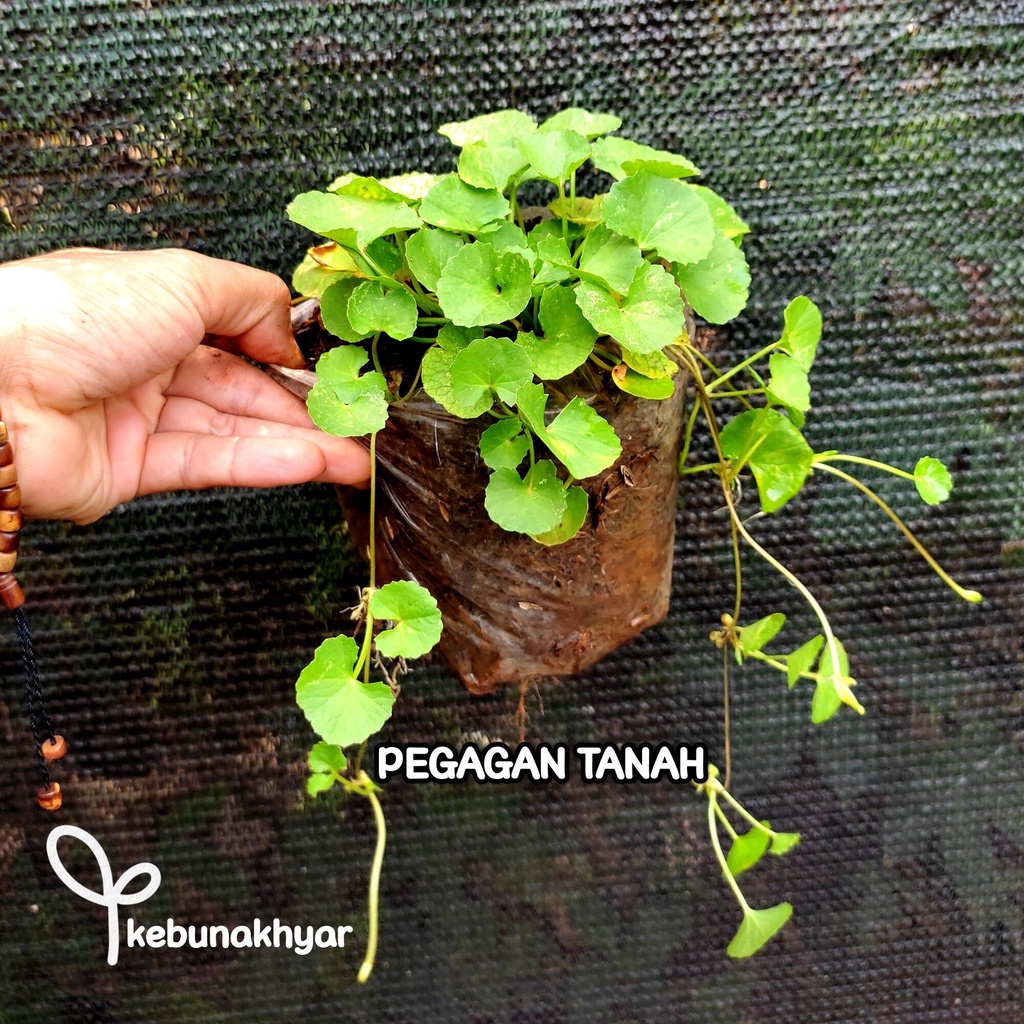 Jual Tanaman Daun Pegagan Tanah Bibit Tanaman Herbal Daun Pegagan Merah ...