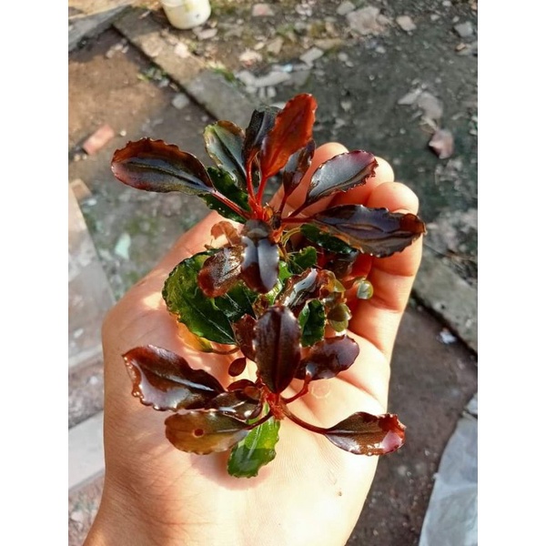 Jual bucephalandra brownie neo sp.30 pcs. spesial produk | Shopee Indonesia