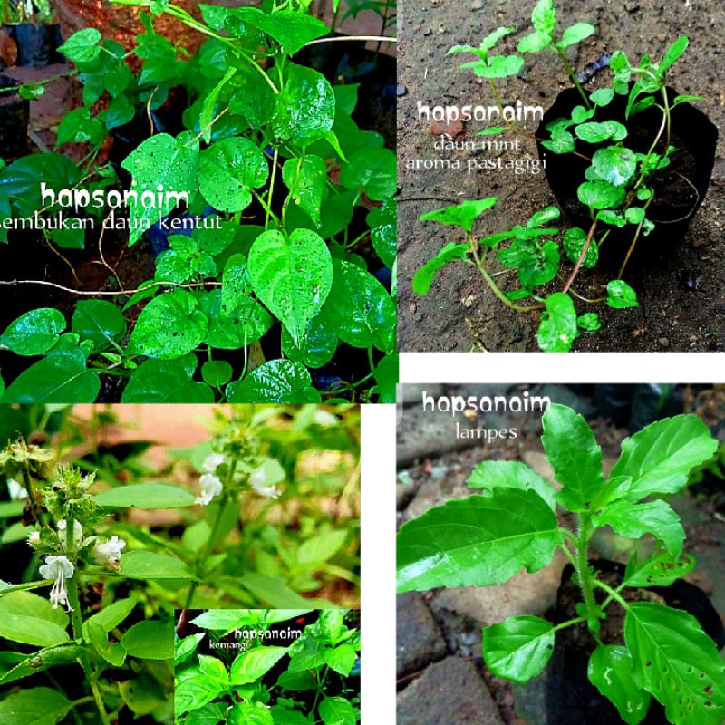 Jual Tanaman Sayur Sembukan Kemangi Daun Mint Lampes herbal 20-35cm ...