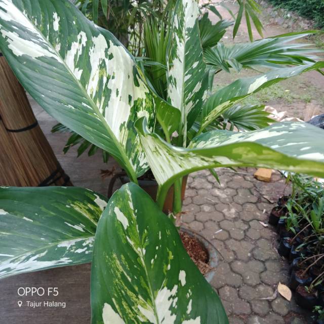 Inilah 50+ Jenis Tanaman Bunga Bahagia Terbaik - Informasi Seputar ...