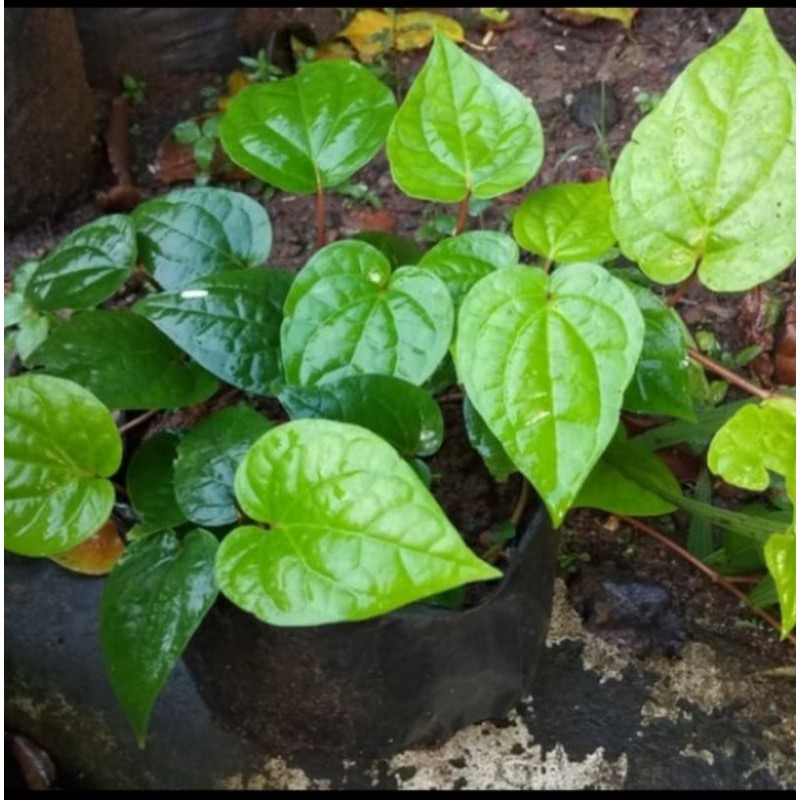 Jual Tanaman obat sirih hijau,tanaman herbal,pohon sirih hijau ...