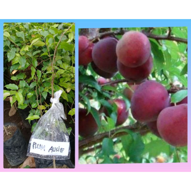 Jual bibit plum ausi benih pohon tanaman buah okulasi sambung pucuk ...