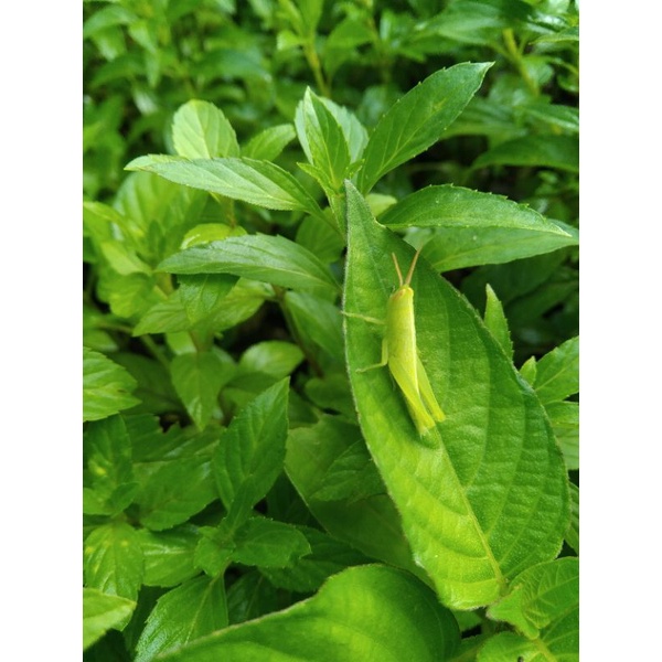 Jual Promo Bibit Sintrong Junggul Bagini Jambrong Tespong Jombloh ...