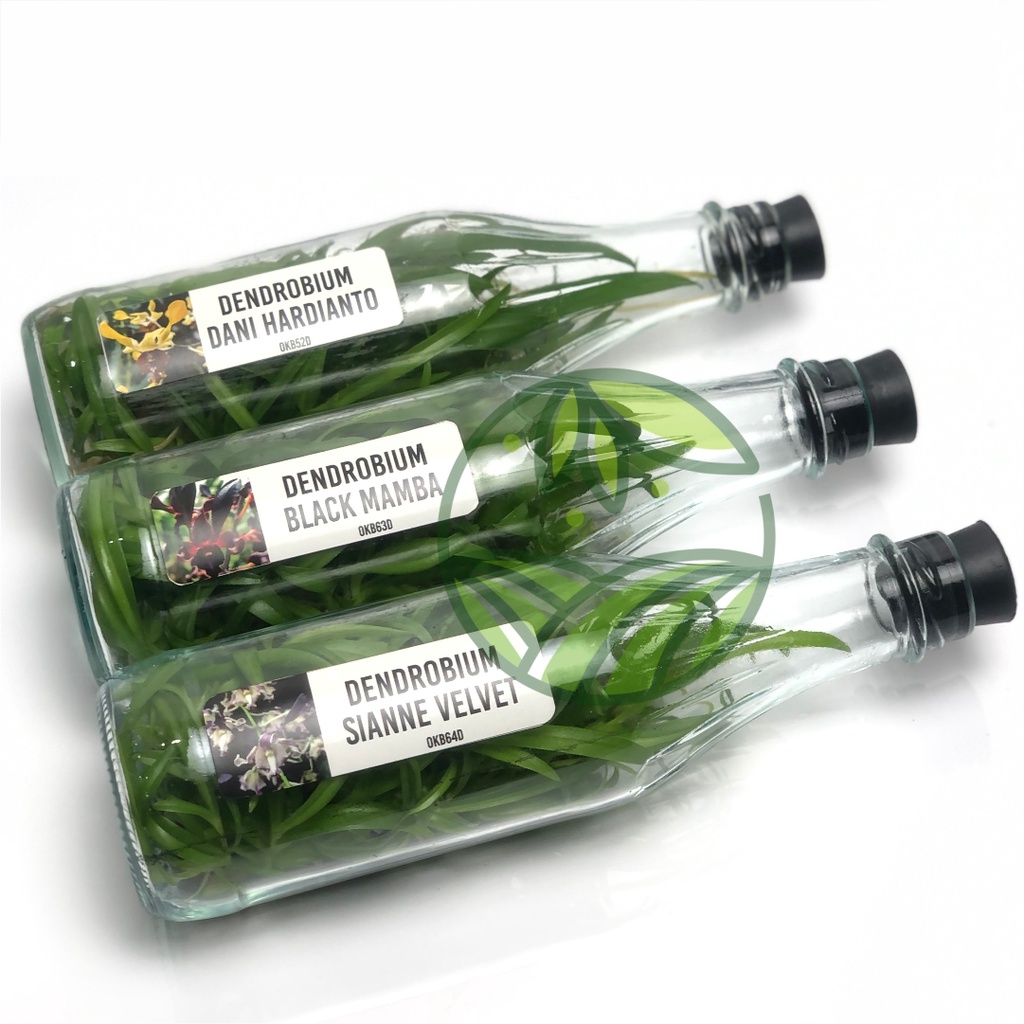 Jual Bibit Anggrek Dendrobium Botolan Anggrek Dendro | Shopee Indonesia Jual Bibit Anggrek Dendrobium Botolan Anggrek Dendro | Shopee Indonesia