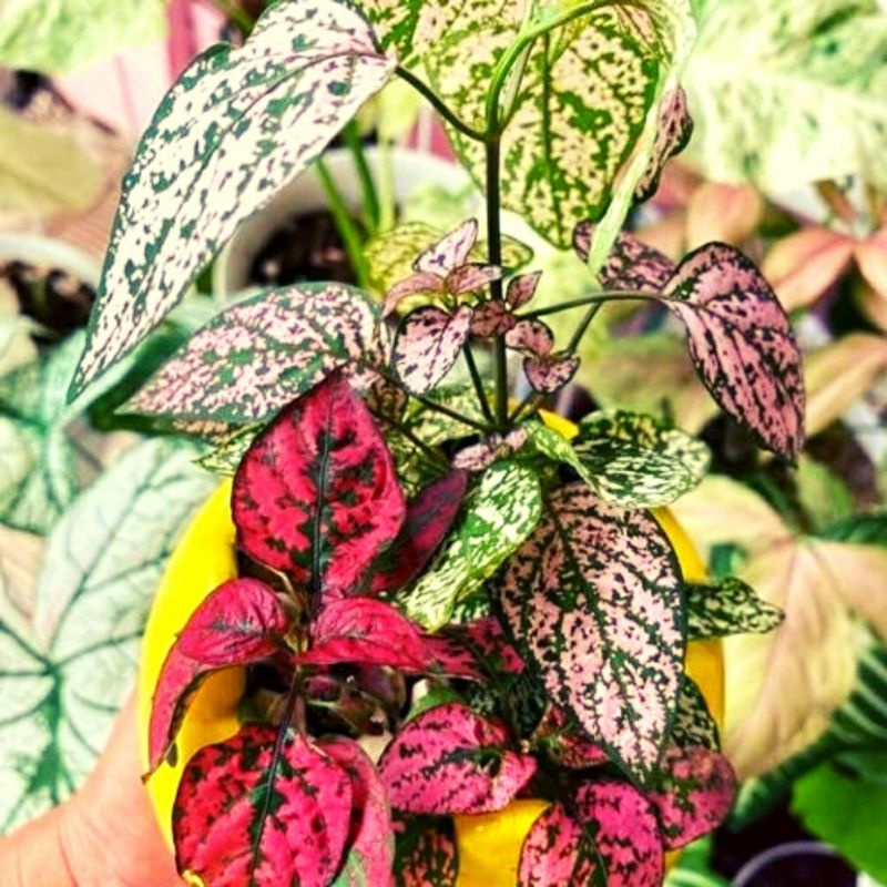 Jual 3 Jenis Tanaman Hias Hipotes Merah Putih Pink | Shopee Indonesia