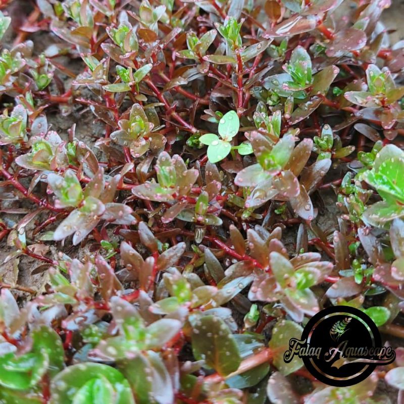 Jual rotala macandra mini aquascape (darat) Indonesia|Shopee Indonesia