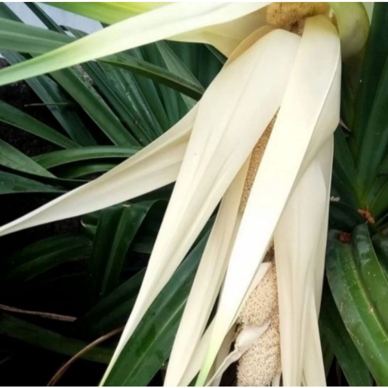 Jual Bunga Pandan duri/Pandan laut per 1 bunga (original) | Shopee ...
